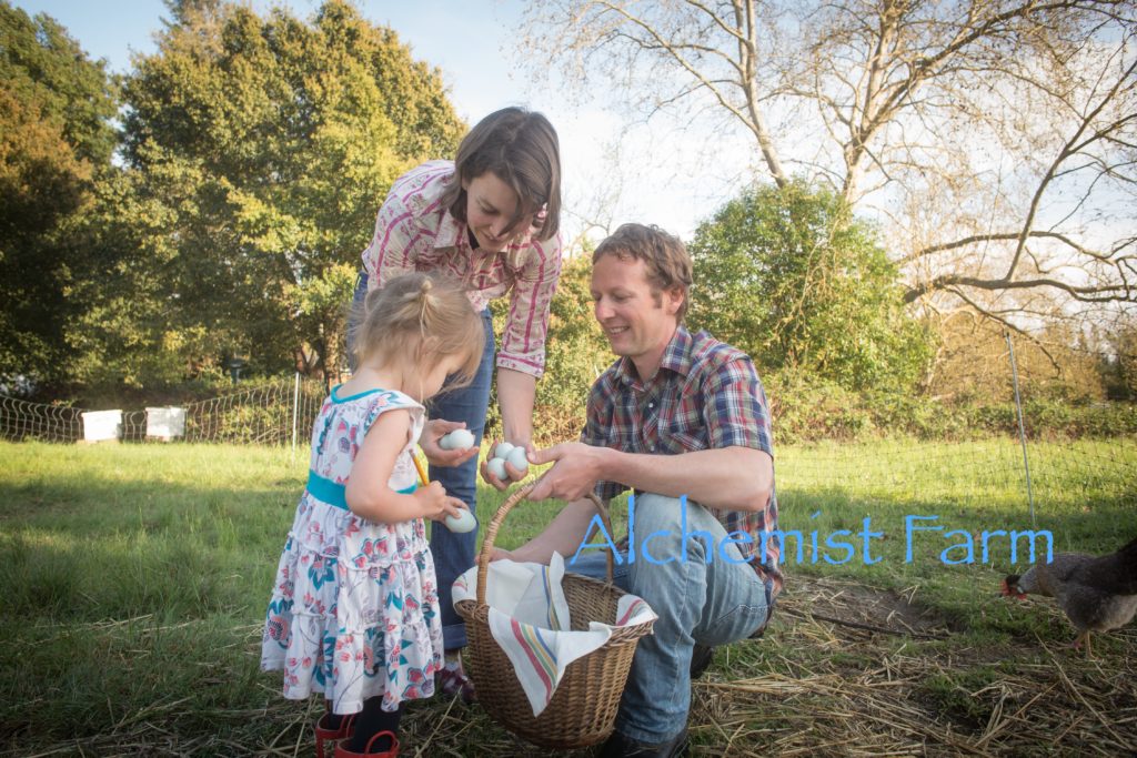 Chickens Are The Ultimate Pet - Alchemist Farm