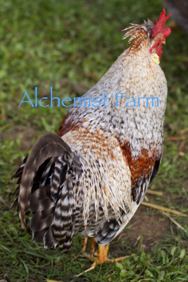 Azure Eggers 2026 Line - Alchemist Farm