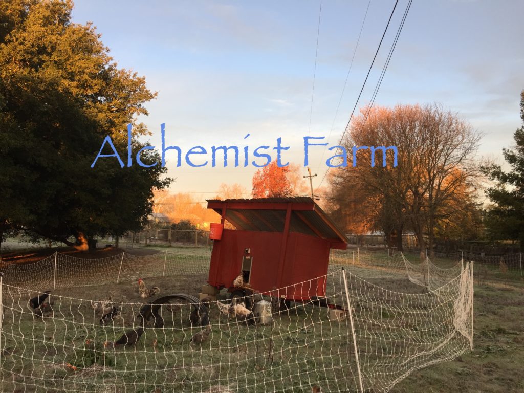 Fresh Pasture For Our Isbar Flock - Alchemist Farm
