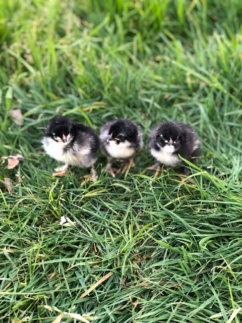 French Black Copper Marans Chicks (Chocolate Eggers) - Alchemist Farm
