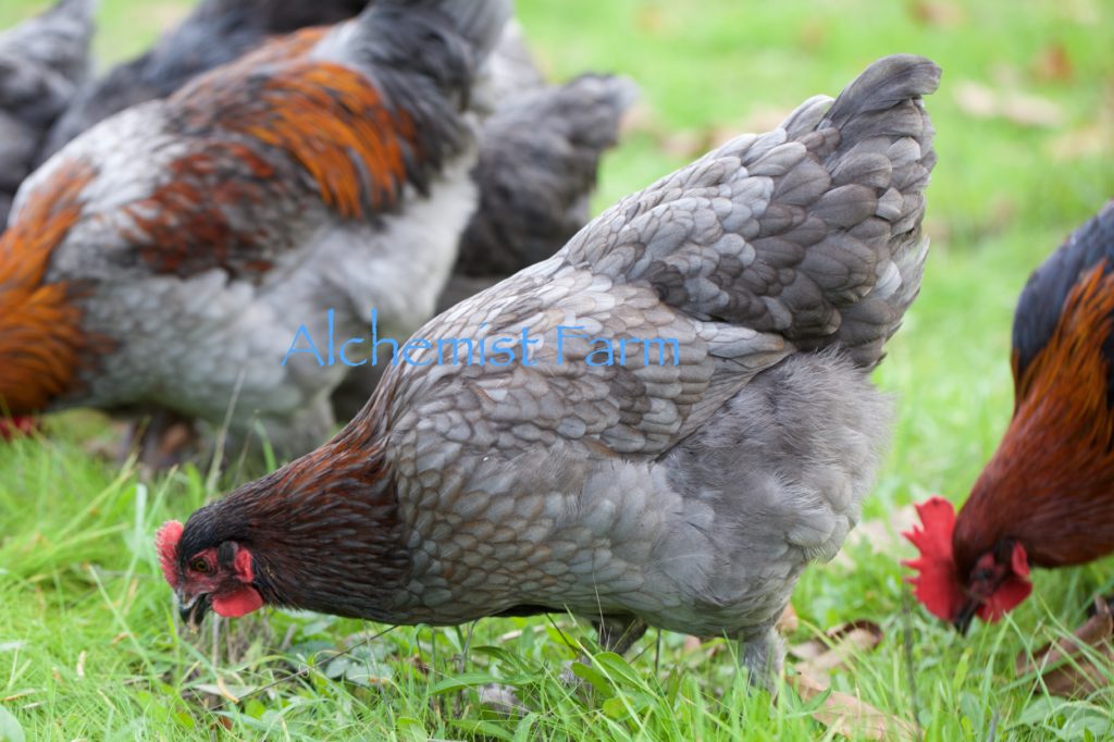 French Blue Copper Marans (Alchemist Line) - Alchemist Farm