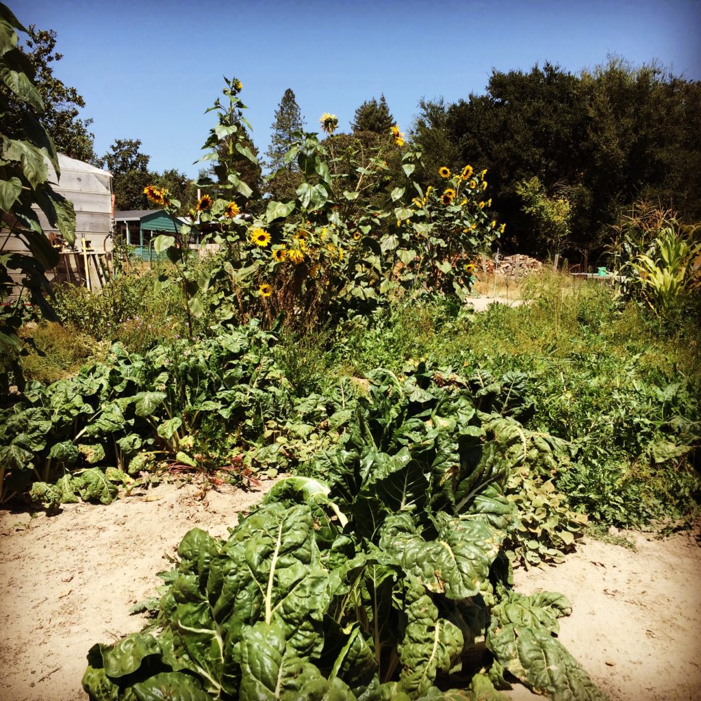 Rotating Pasture And Veggie Gardens - Alchemist Farm