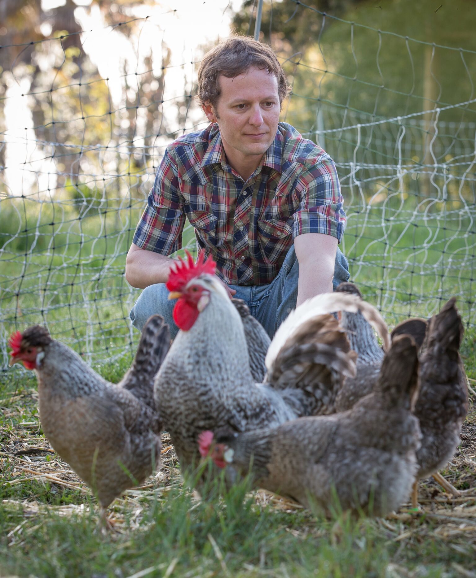 Azure Eggers 2026 Line - Alchemist Farm