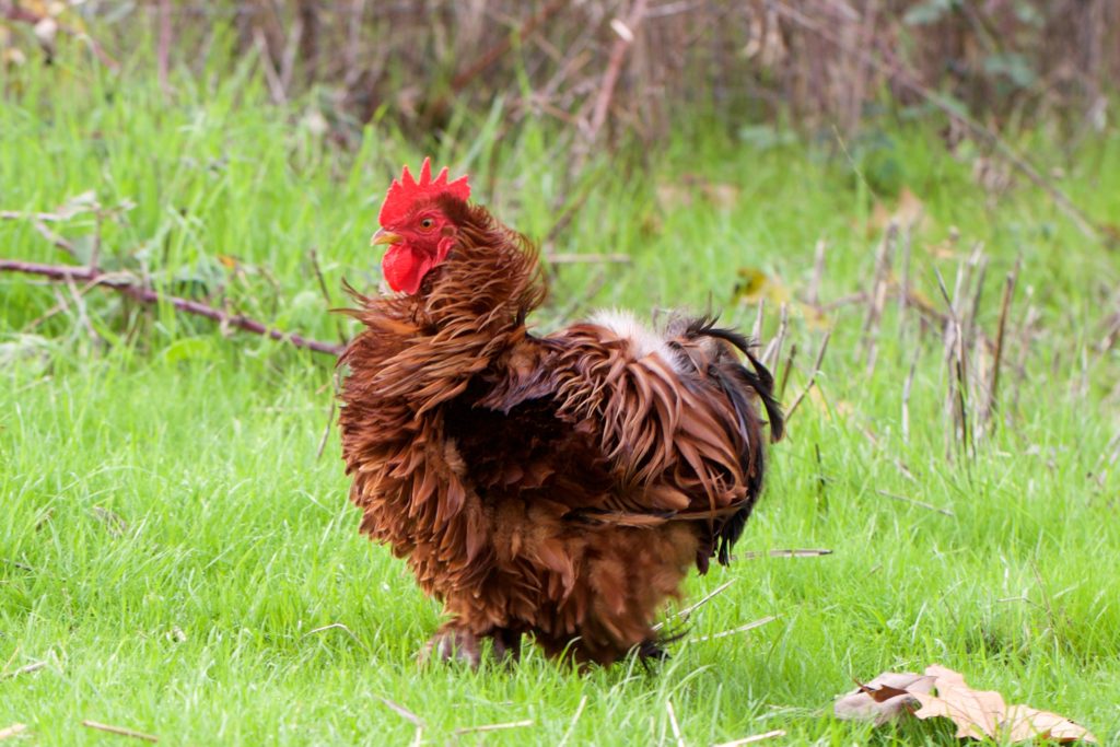 Sizzle Easter Egger 2026 Line - Alchemist Farm