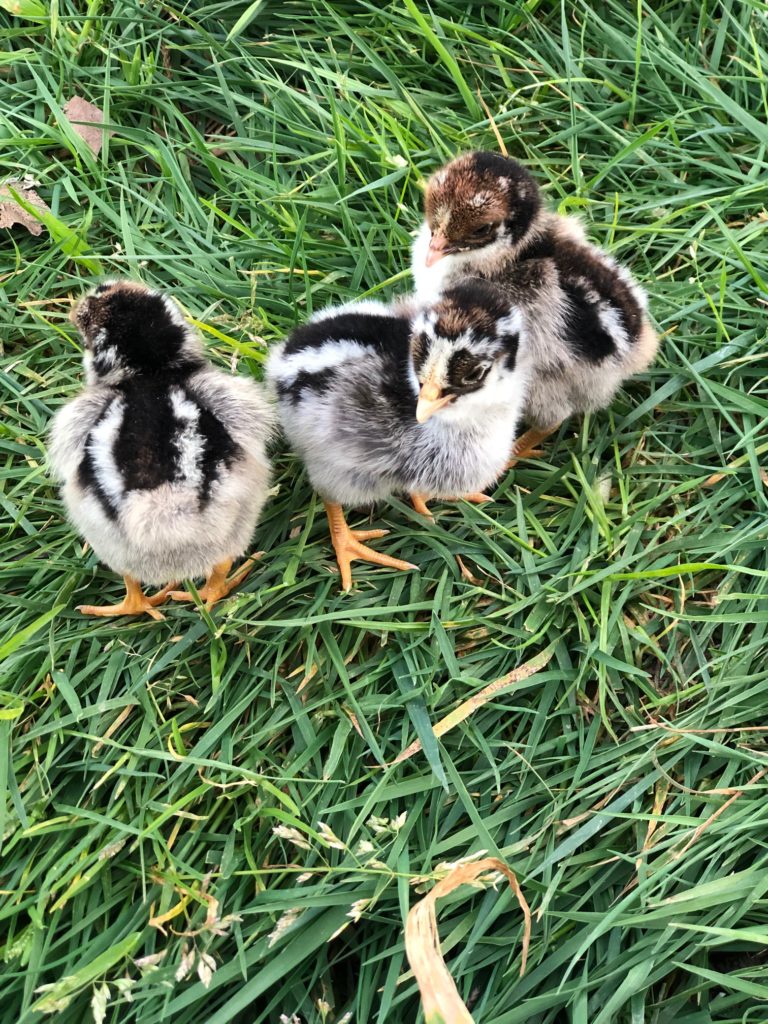 Double Silver Laced Barnevelder Chick - Alchemist Farm