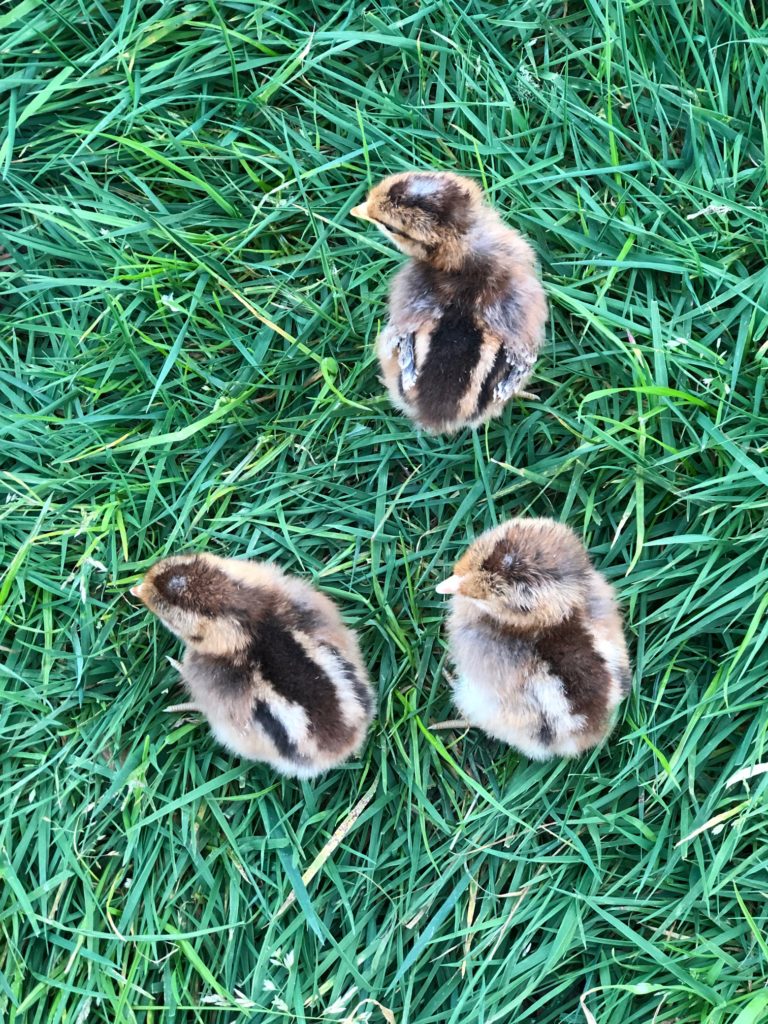 German Bielefelder Chick Female- Limit 2 per order - Alchemist Farm