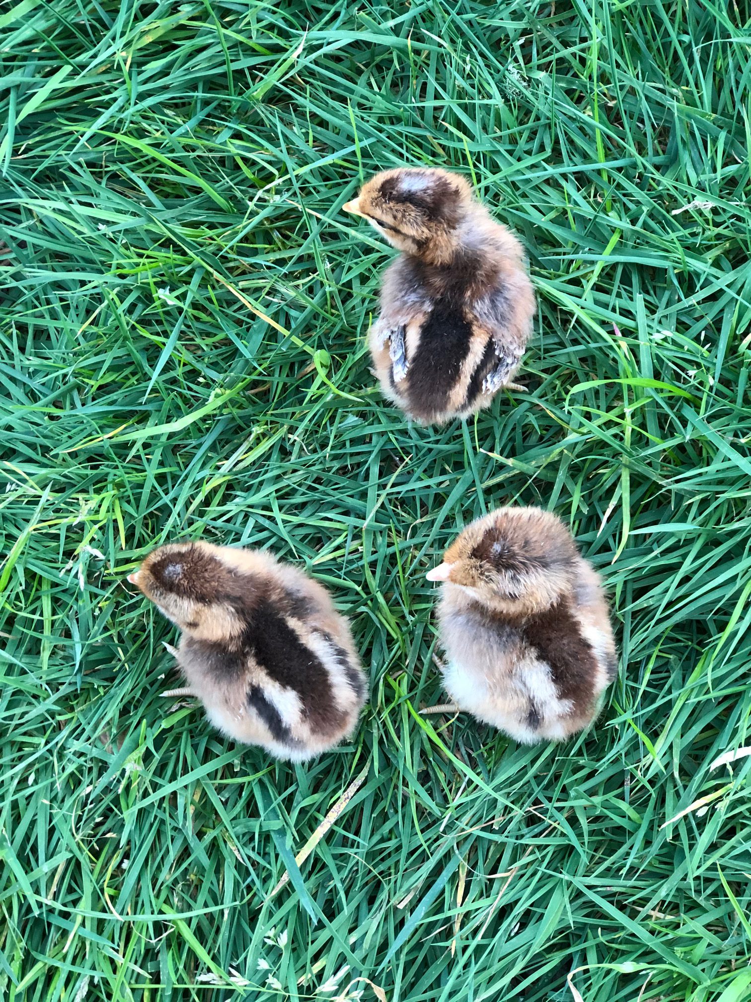 German Bielefelder Chick Female- Limit 2 per order - Alchemist Farm