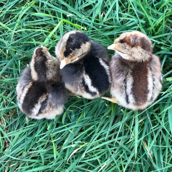 Chicks Archives - Alchemist Farm
