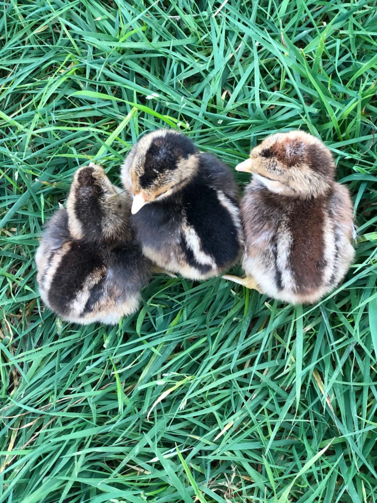 Azure Egger Female - 2020 Line. Limit - 3 chicks per order - Alchemist Farm