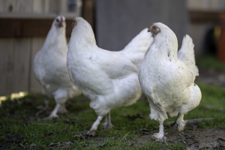 Moss Egger Chickens - Alchemist Farm