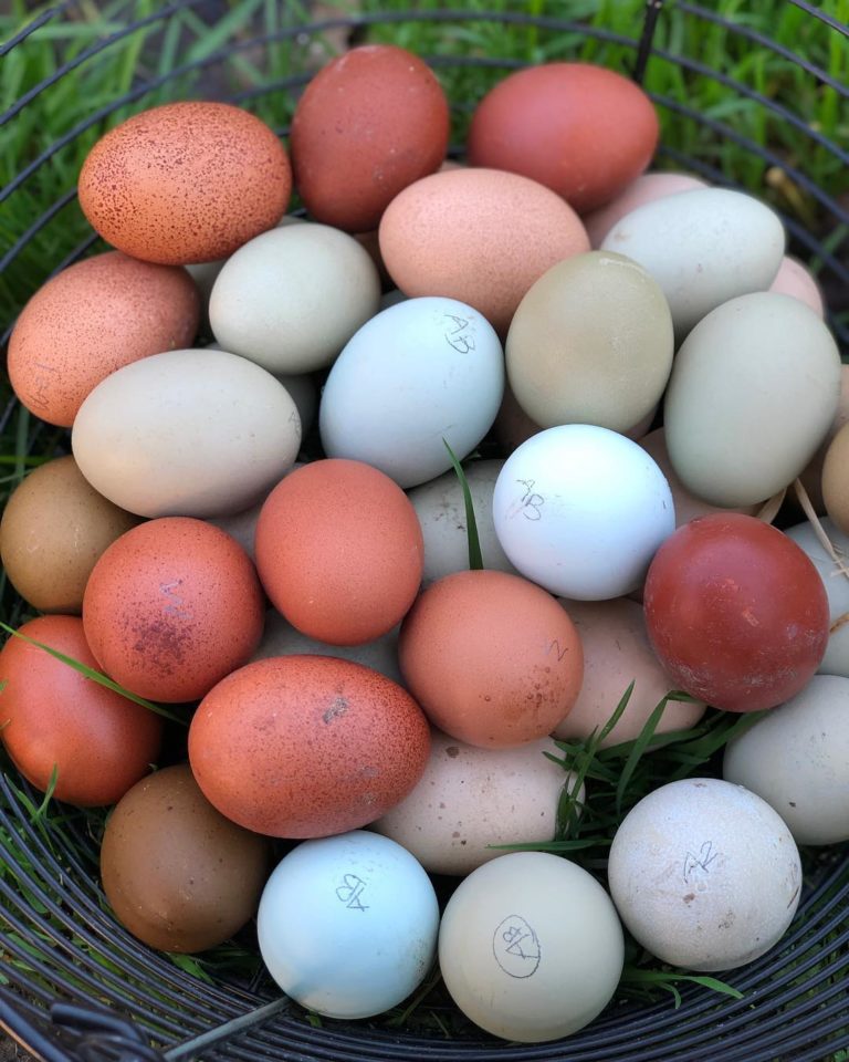 The First Set - Alchemist Farm