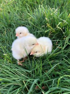 Moss Egger Chick - Alchemist Farm