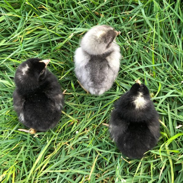 Home - Alchemist Farm