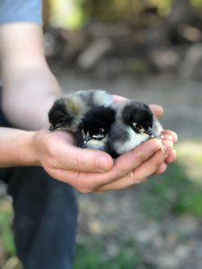 Moss Egger Chick - Alchemist Farm