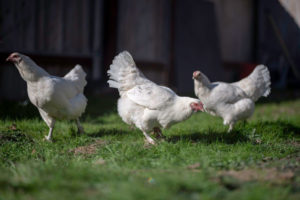 Moss Egger - Alchemist Farm