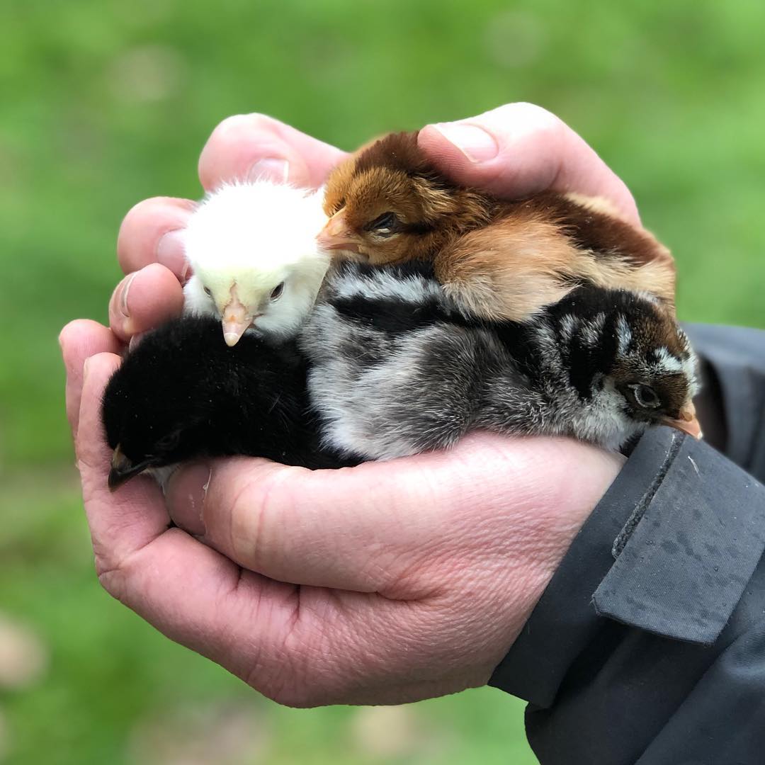 Shop - Alchemist Farm