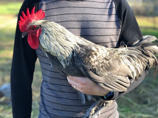 Olive Eggers - Alchemist Farm