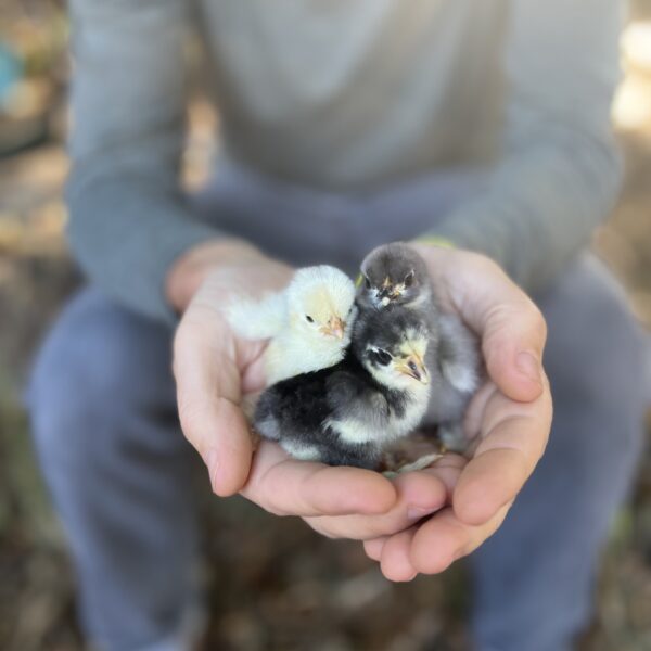 Chicks Archives - Alchemist Farm