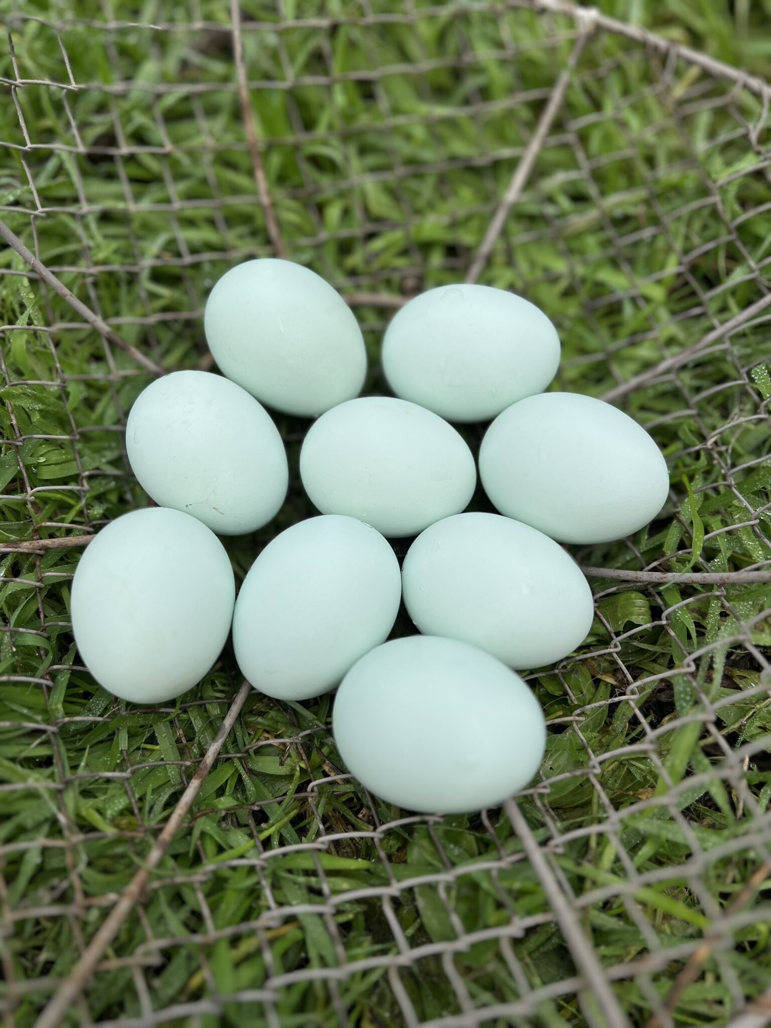 Home - Alchemist Farm