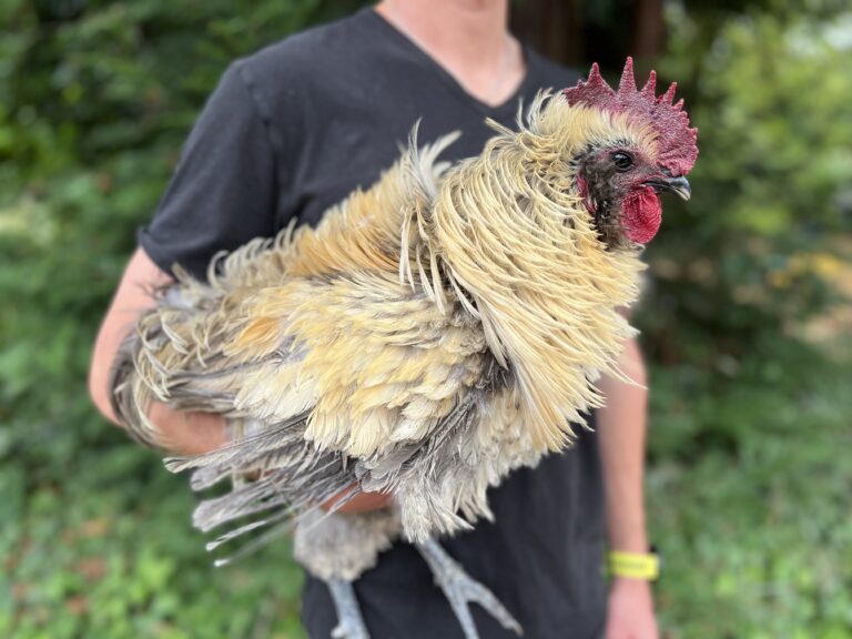 Azure Egger Female Chick - 2025 Line - Alchemist Farm