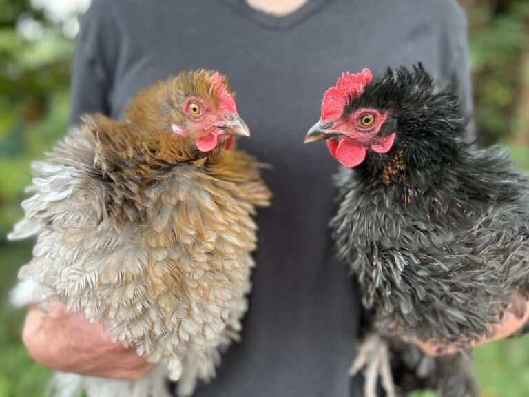 Alchemist Egger - Alchemist Farm