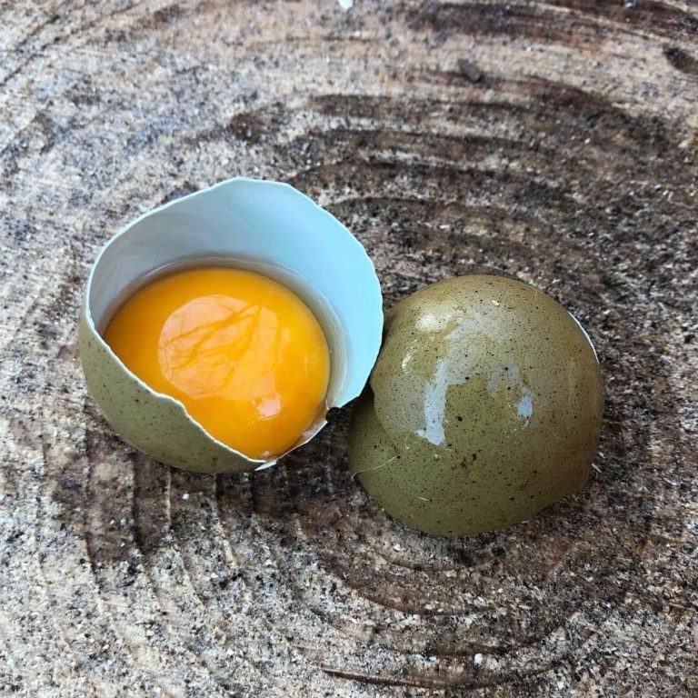 Olive Egger Chickens - Alchemist Farm