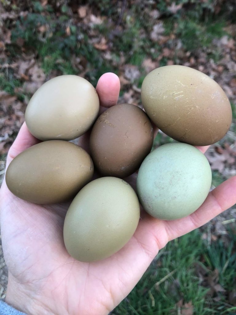 Olive Egger Chickens - Alchemist Farm