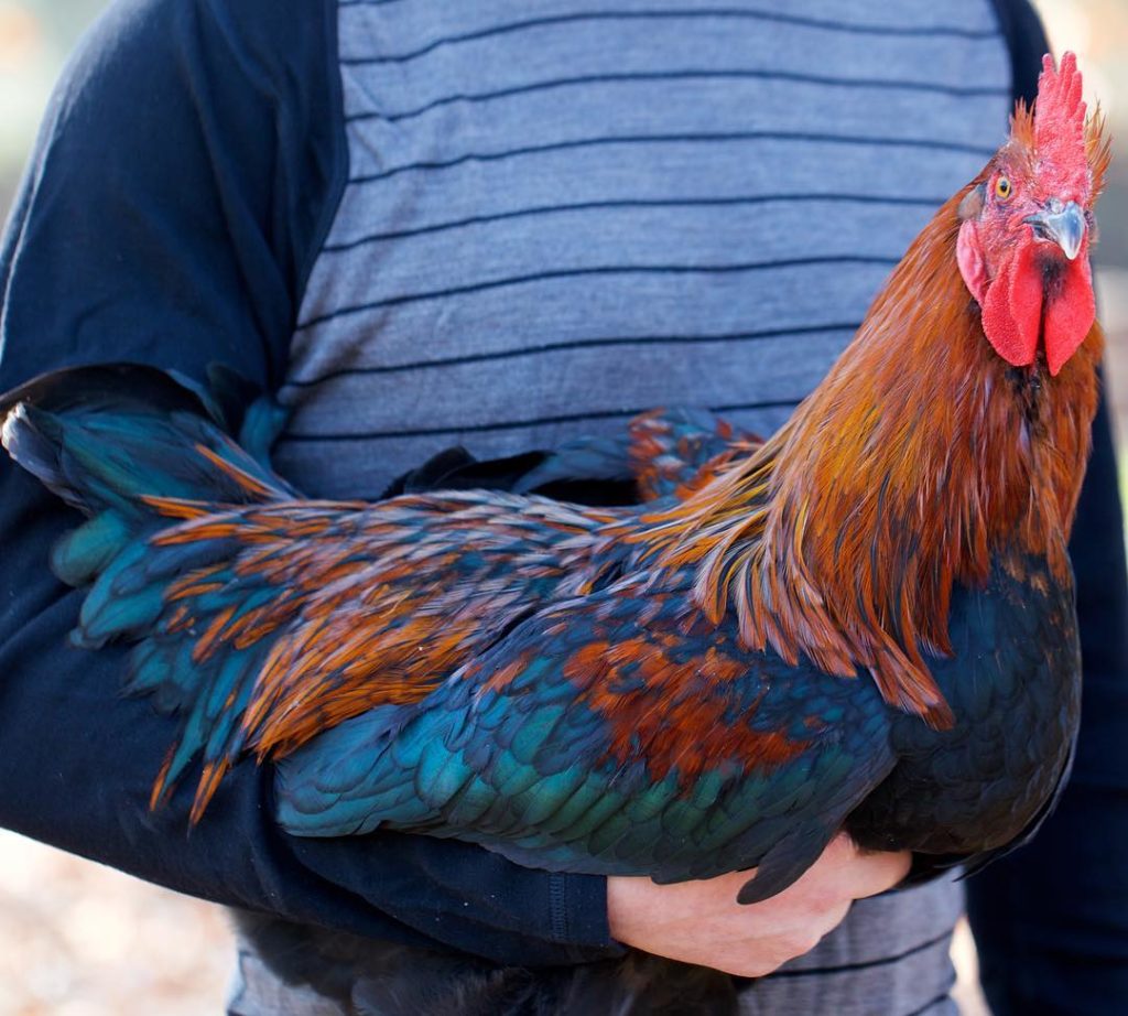 Chickens in our Everyday Language - Alchemist Farm