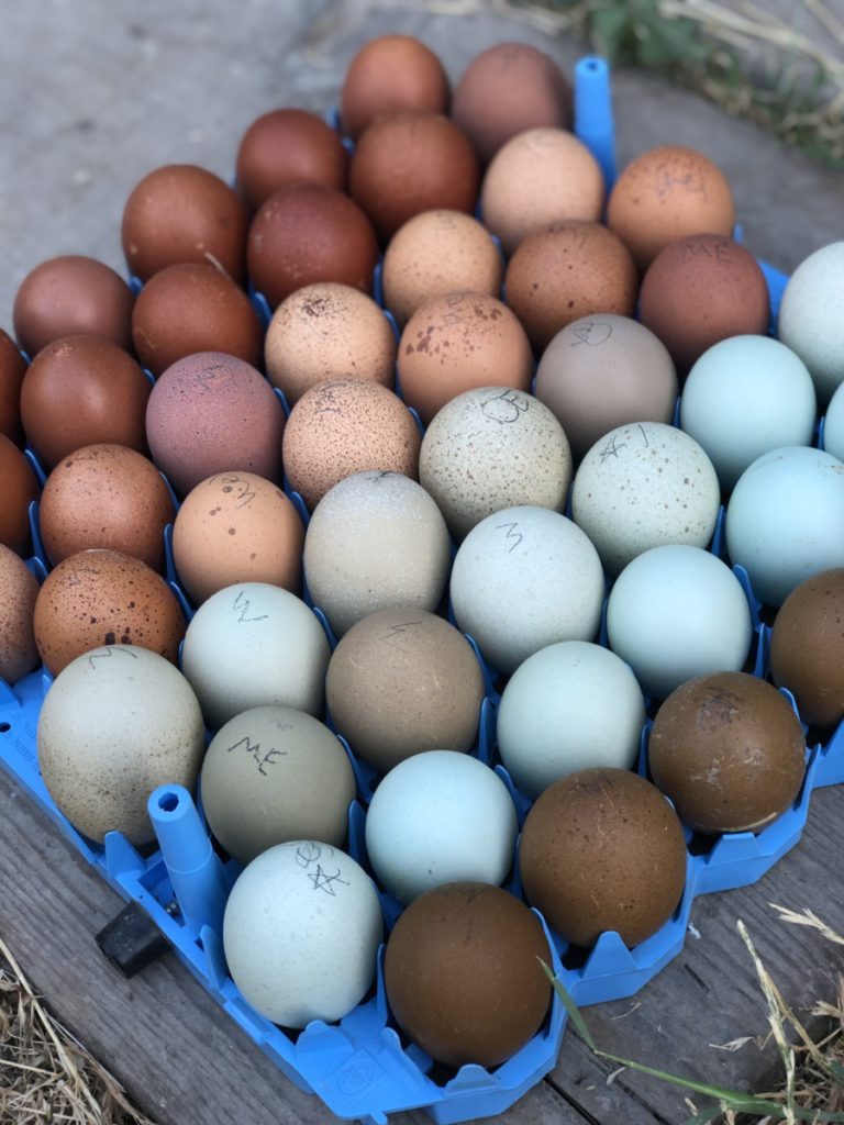 Colored Chicken Egg Layers