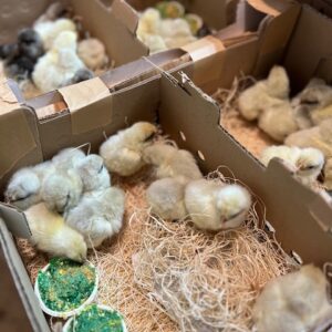 Moss Egger Chick - Alchemist Farm