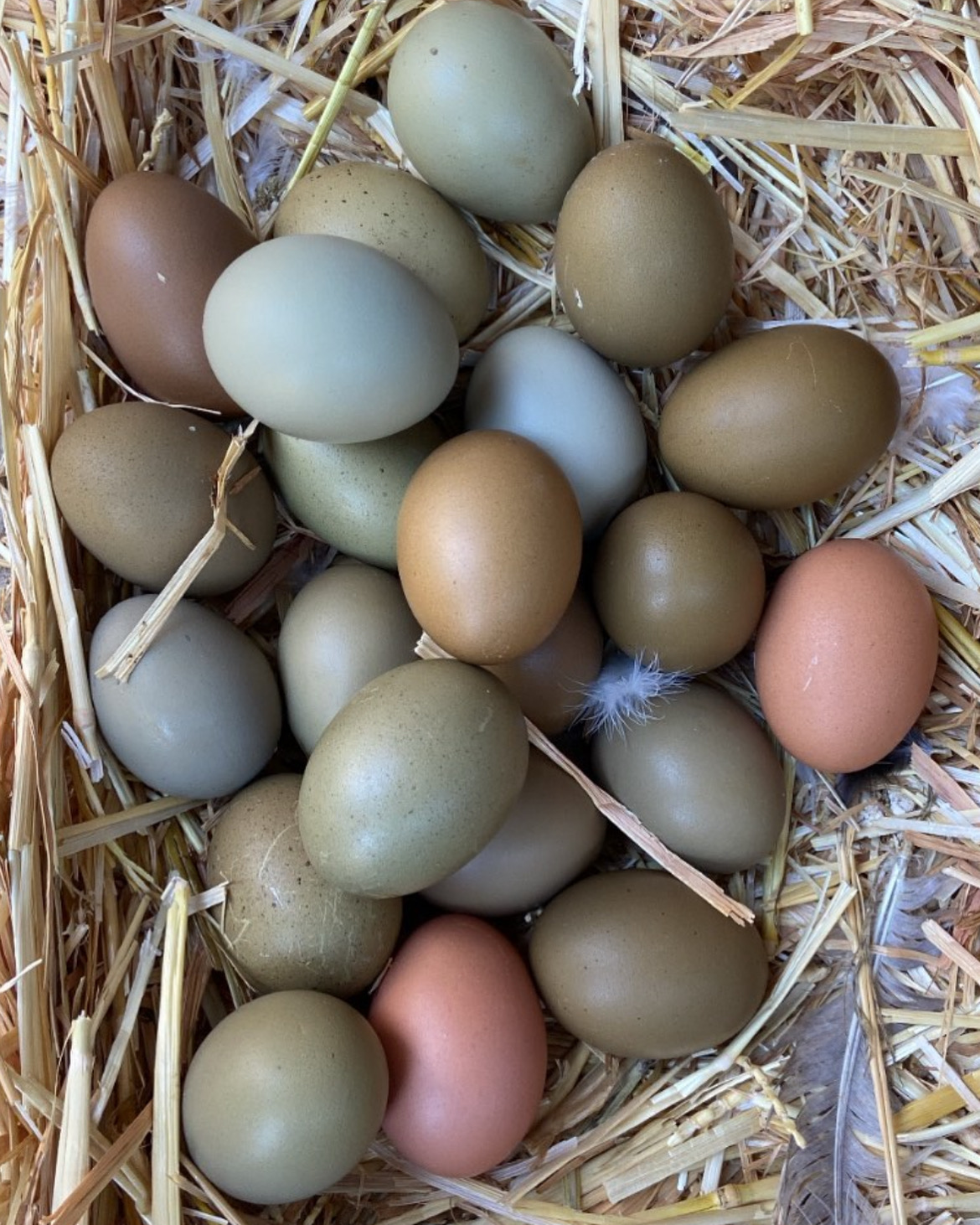 Moss Egger - Alchemist Farm