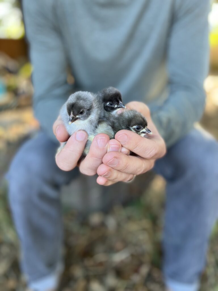 French Blue Copper Marans (Alchemist Line) - Alchemist Farm