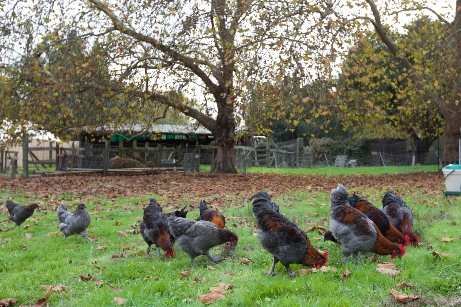 French Blue Copper Marans (Alchemist Line) - Alchemist Farm