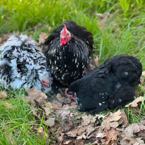 Shop - Alchemist Farm