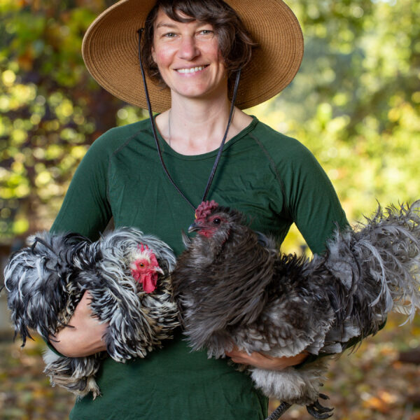 Alchemist Egger Chick - Alchemist Farm