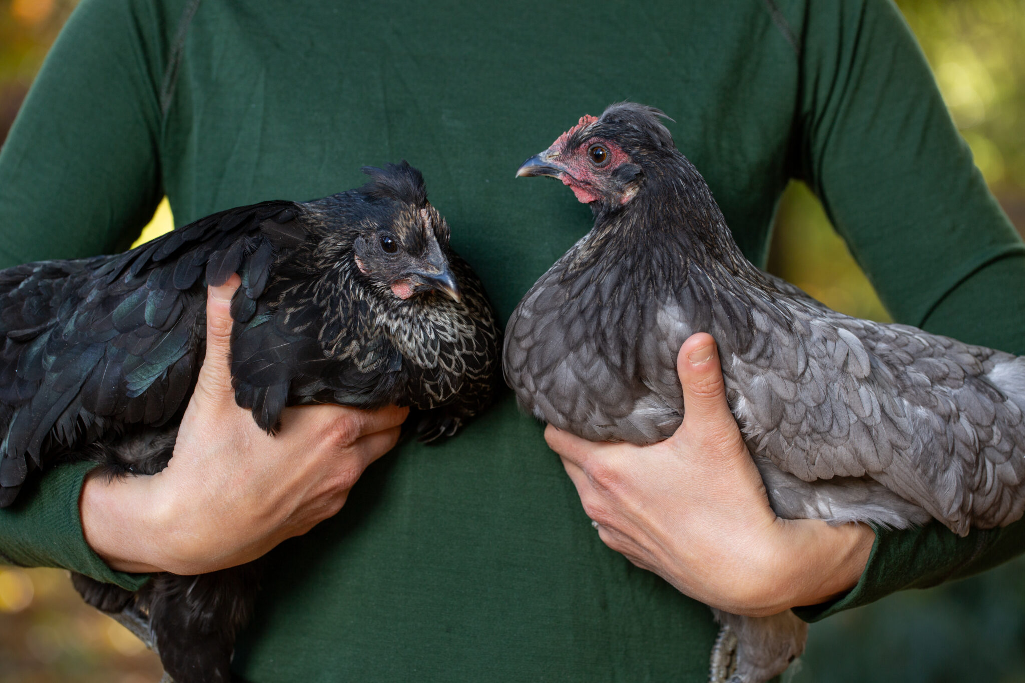 Alchemist Blue Chickens 2026 Line - Alchemist Farm